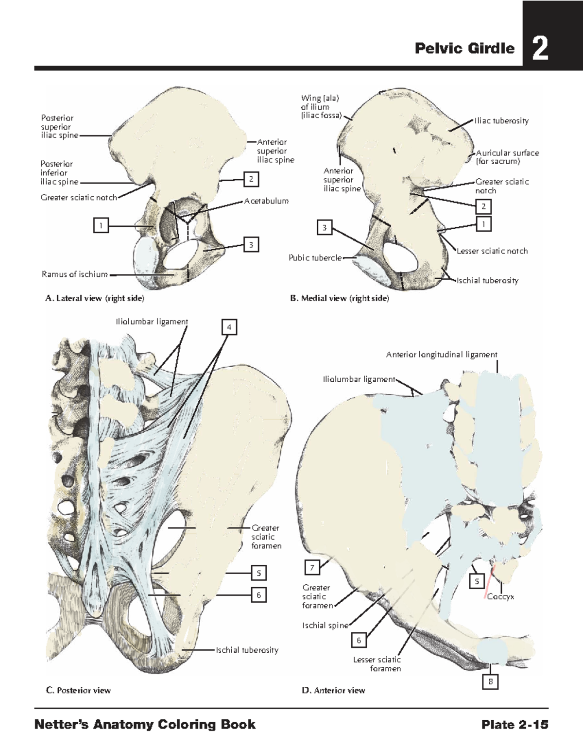 Netter Anatomy Coloring Book: Pelvic and Urinary System Overview - Studocu
