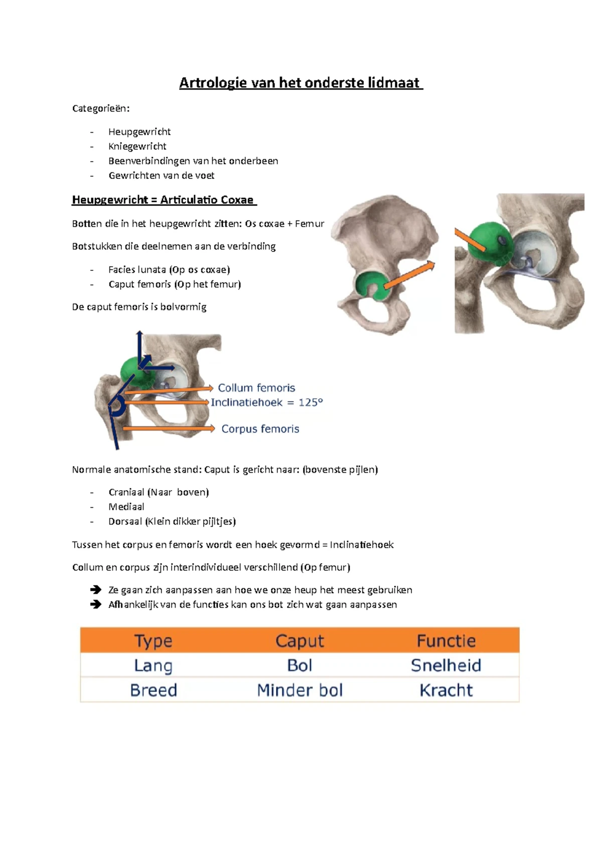 Anatomie en Artrologie: Samenvatting van Gewrichten en Beenverbindingen ...