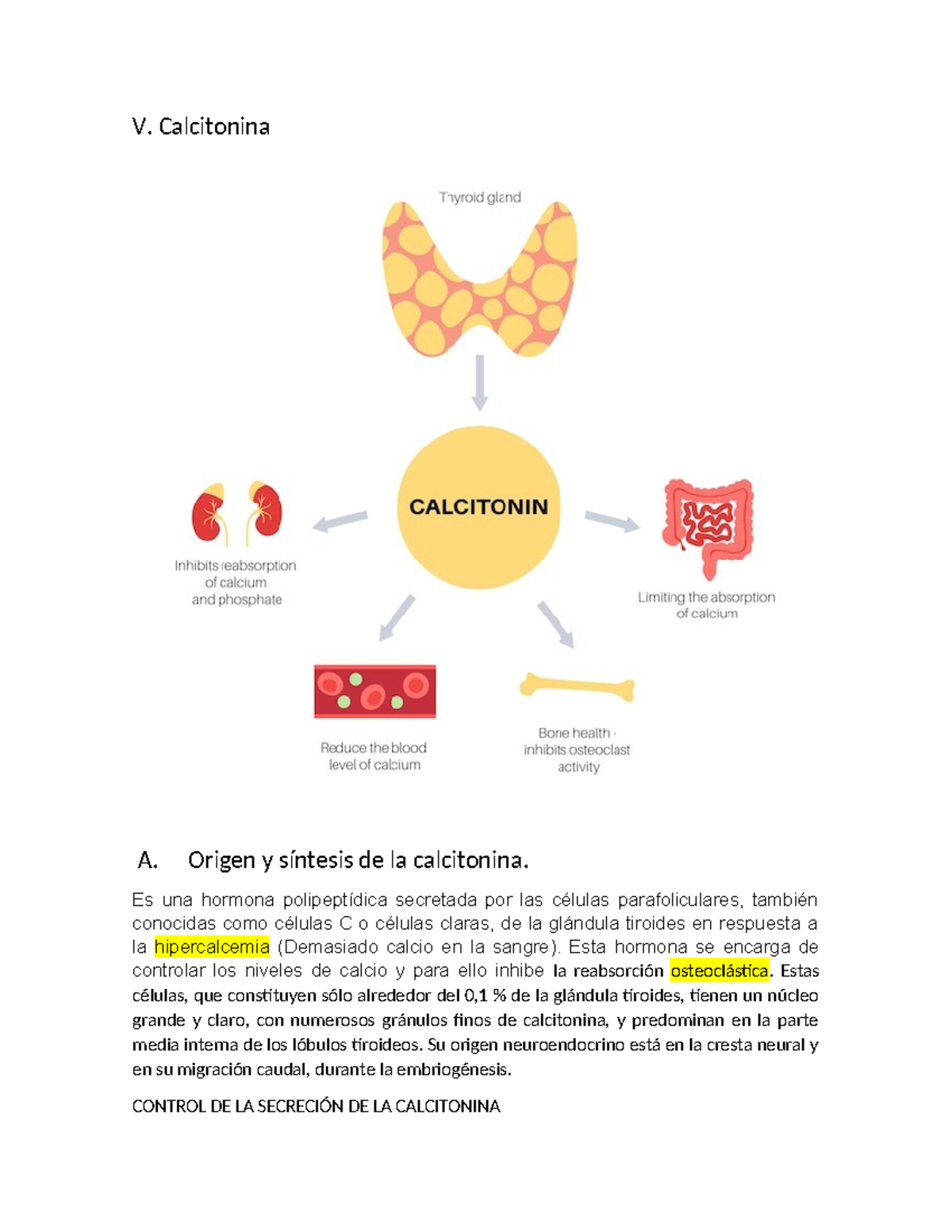 Fisiología de la Calcitonina: Origen, Mecanismo y Efectos Biológicos ...