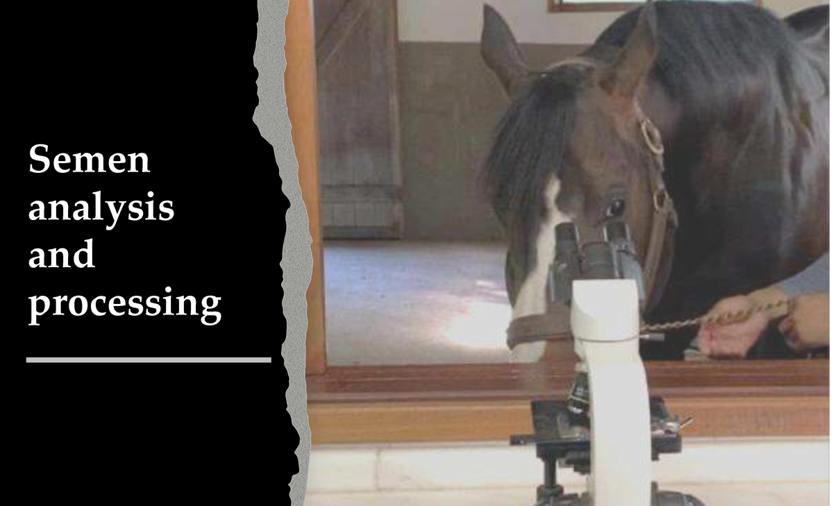 Stallion Semen Analysis & Processing Techniques: A Comprehensive Guide ...