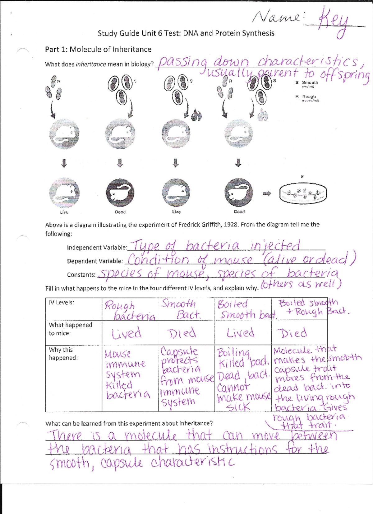 Unit 6 Study Guide: DNA & Protein Synthesis Answer Key - Studocu
