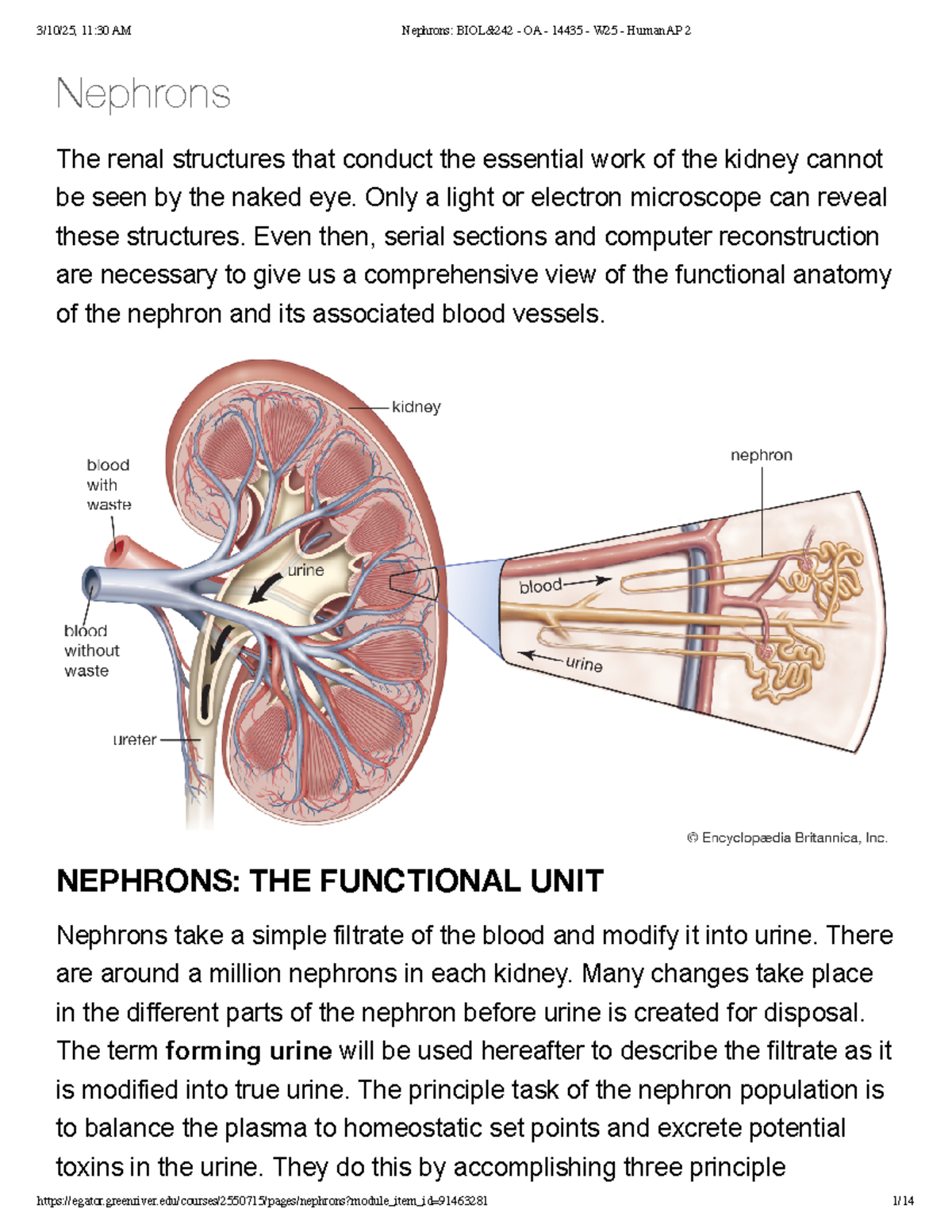 Nephrons Overview: Structure and Function in BIOL&242 - W25 - Nephrons ...