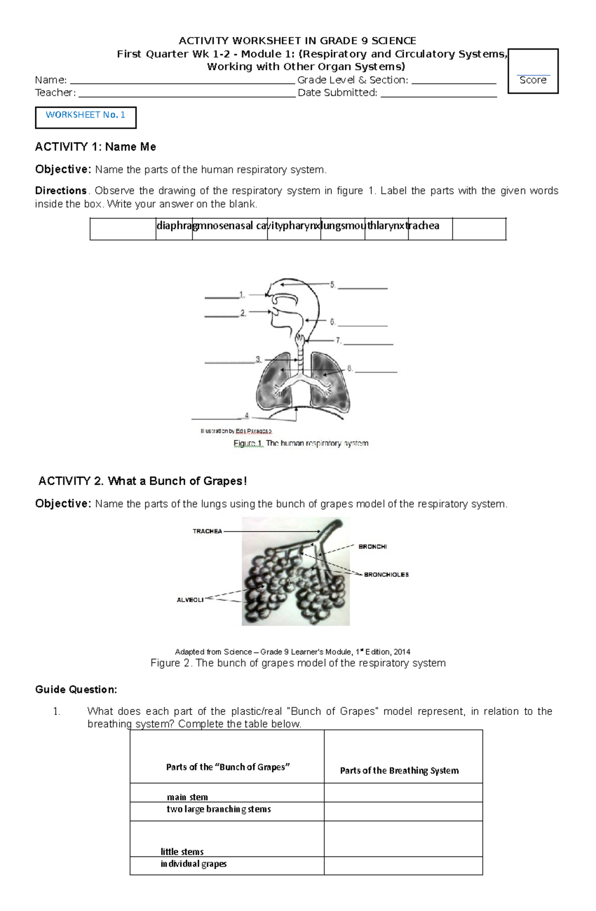 Grade 9 Science Activity Worksheet: Respiratory System Focus - Studocu