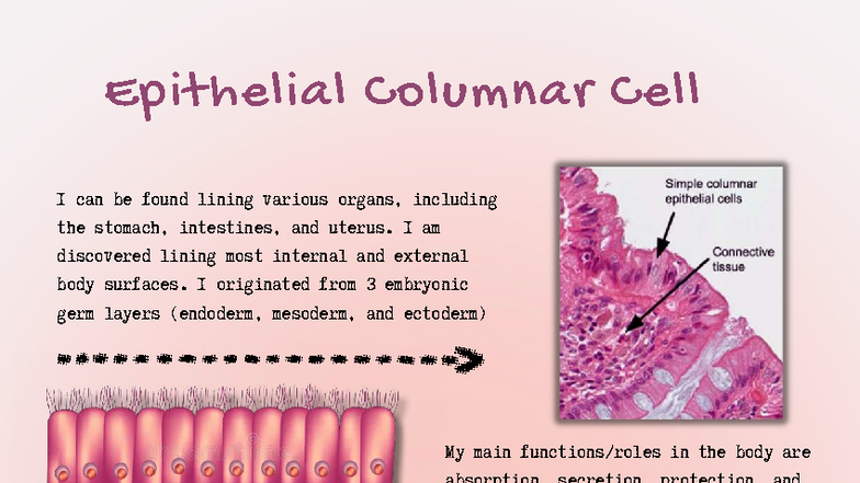 Epithelial Columnar Cells: Functions and Characteristics Overview - Studocu