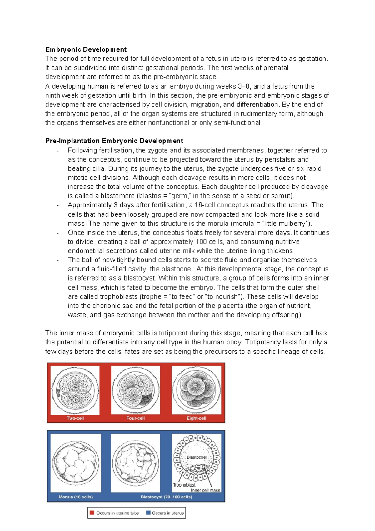 Embryonic Development: Stages, Implantation, and Placenta Formation ...