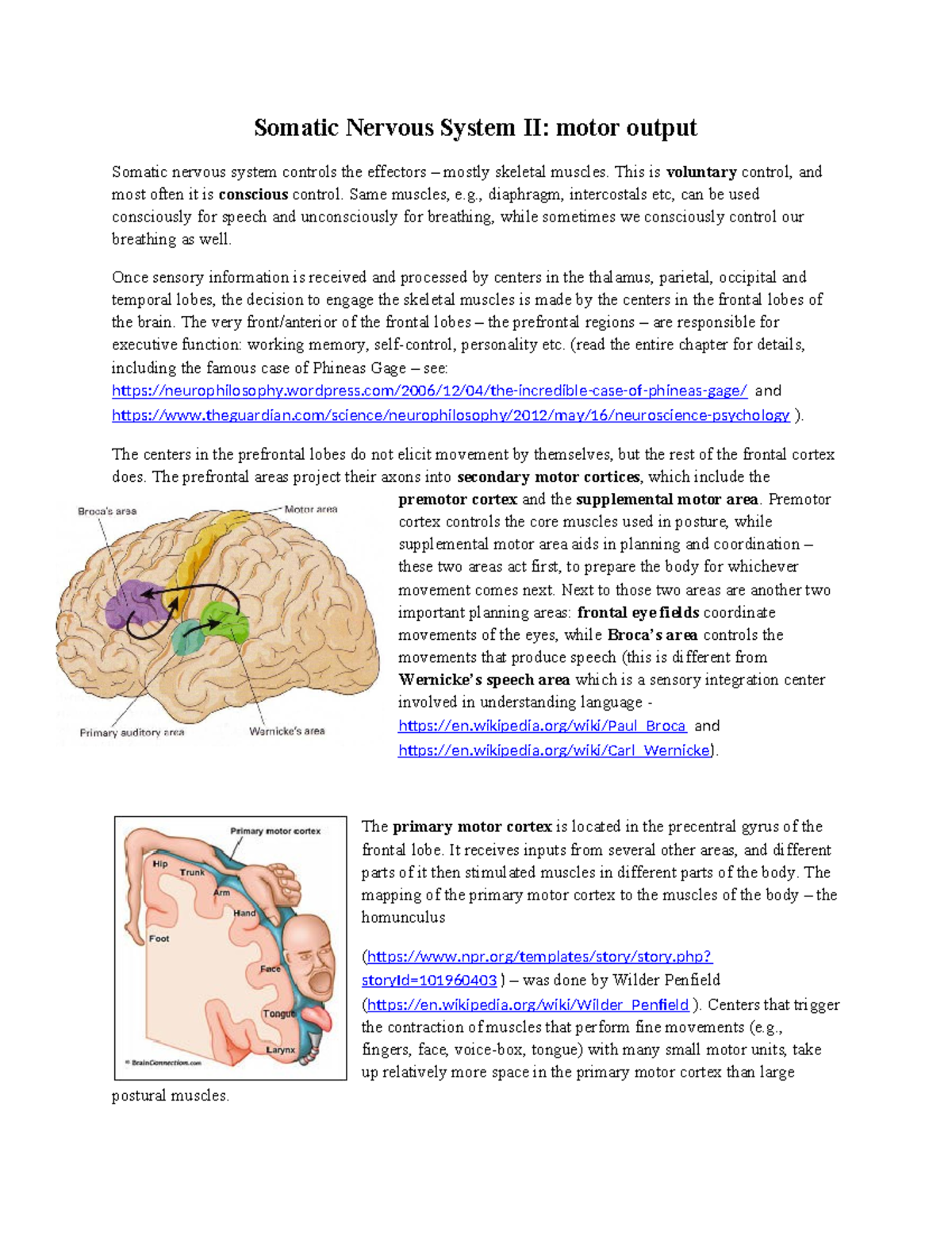 Somatic Nervous System II: Motor Output and Muscle Control - Studocu