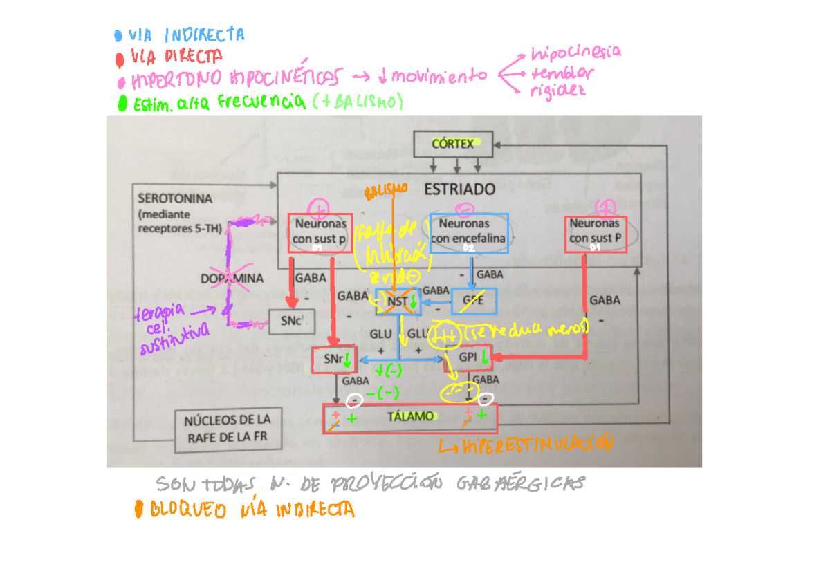 Teoría De La Doble Vía - Neuroanatomía - ⑦ : _ { ÉÉ §. :* ÷ ; ; I ...