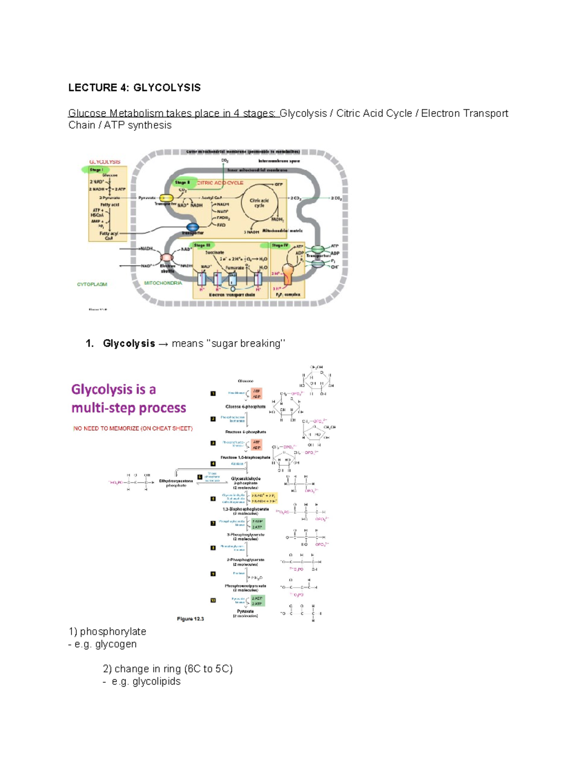 Biol 201 Lecture Notes: Glycolysis Overview and Regulation - Studocu