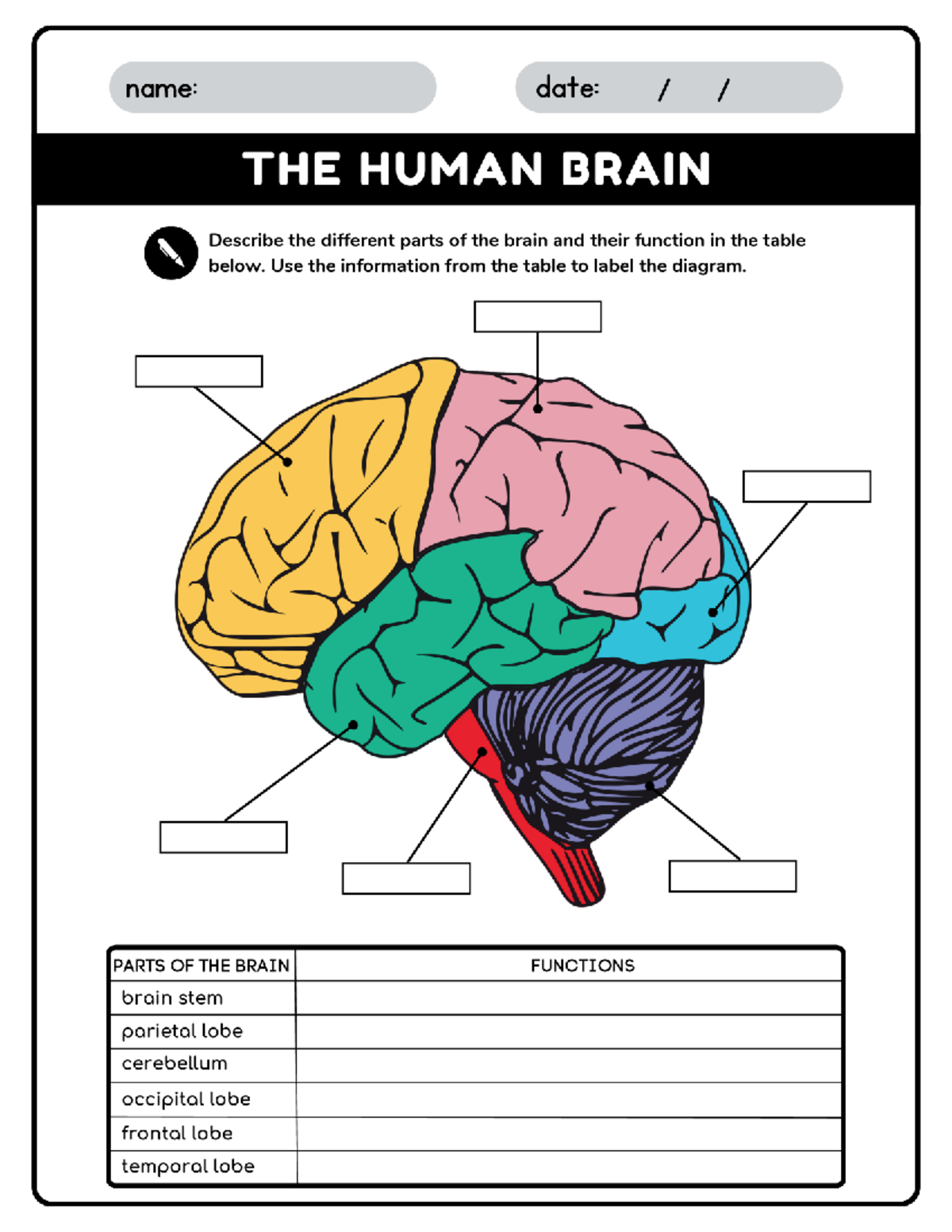 Parts Of The Brain Worksheet Pdf 48 Best Images About Brain Stuff On