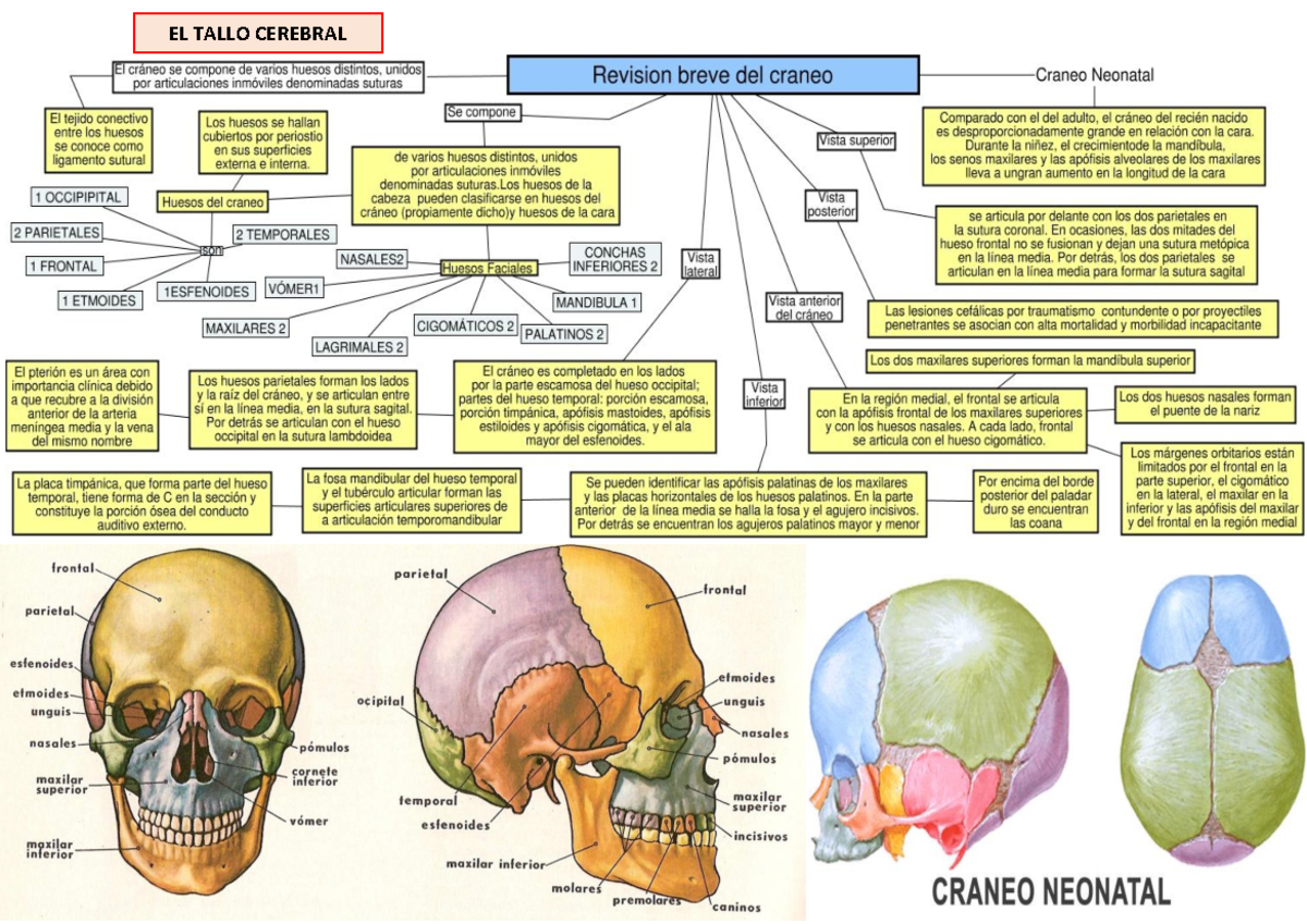 Mapas Conceptuales sobre el Tallo Cerebral: Guía Completa - Studocu