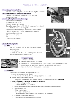 Testudines - ANATOMIA E FISIOLOGIA DOS TESTUDINATAS - Clinica de ...