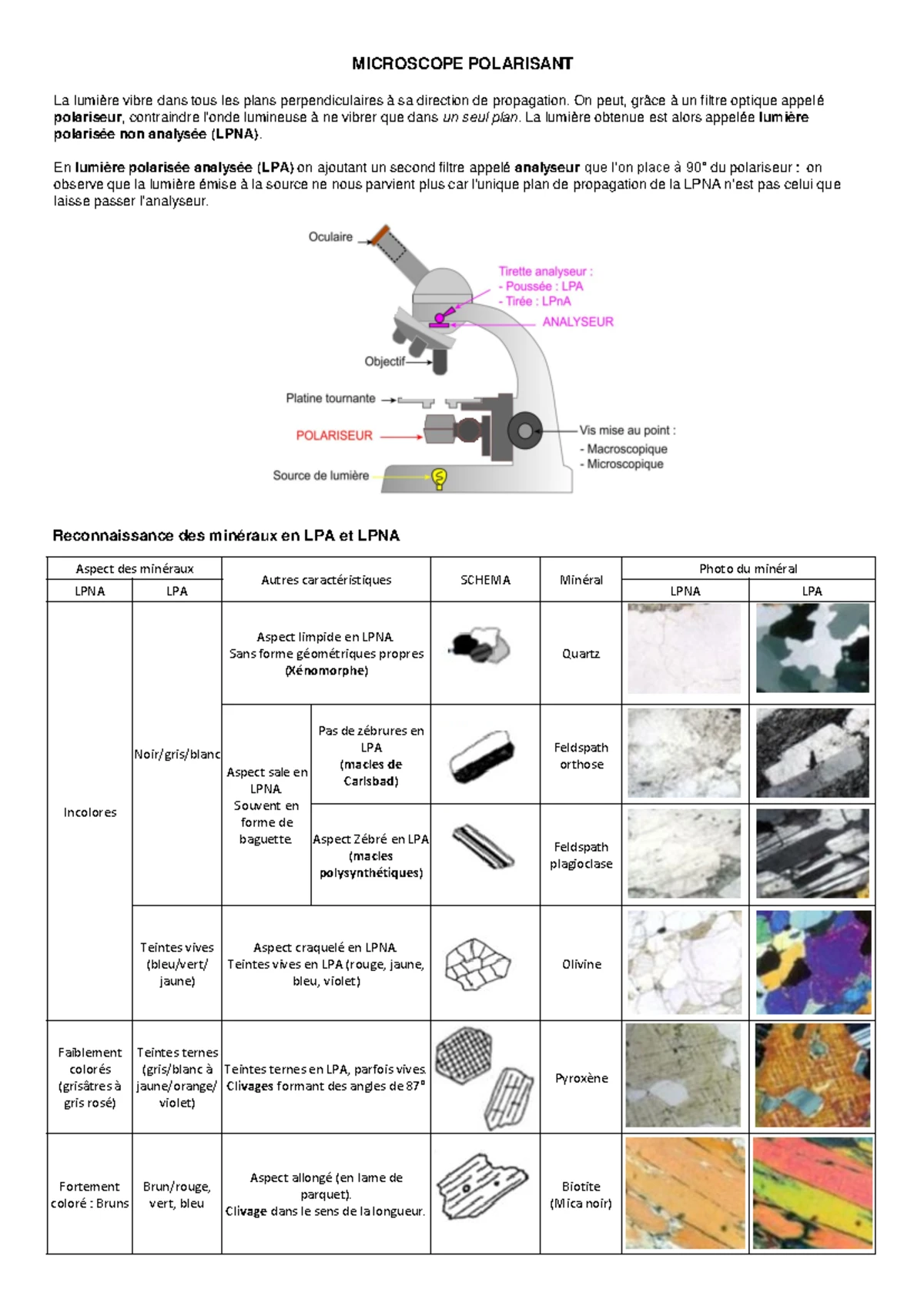Schéma de la phagocytose par macrophage et cellules immunitaires - Studocu