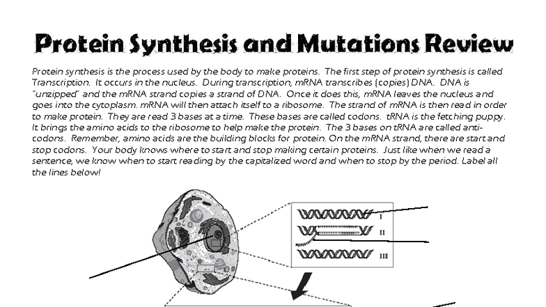 Protein Synthesis Worksheet: Understanding Transcription & Translation ...
