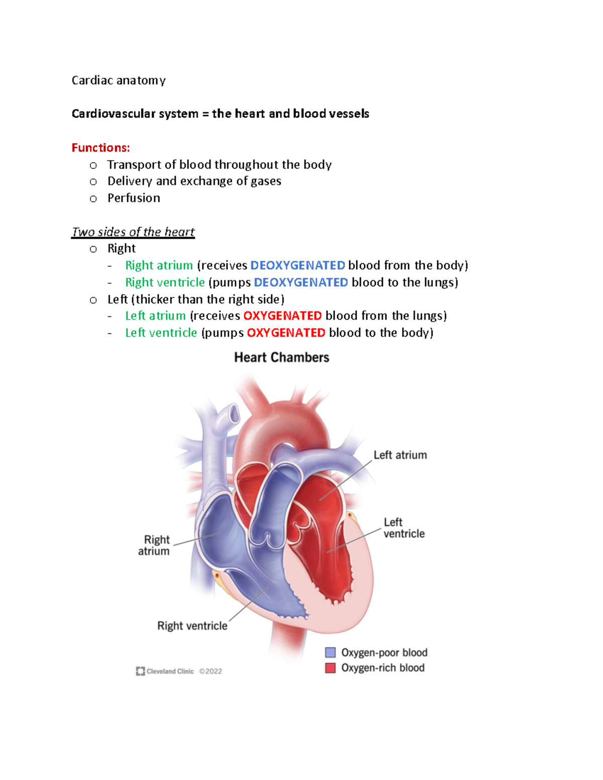 Chapter 19 Cardiac Anatomy - Cardiac anatomy Cardiovascular system ...