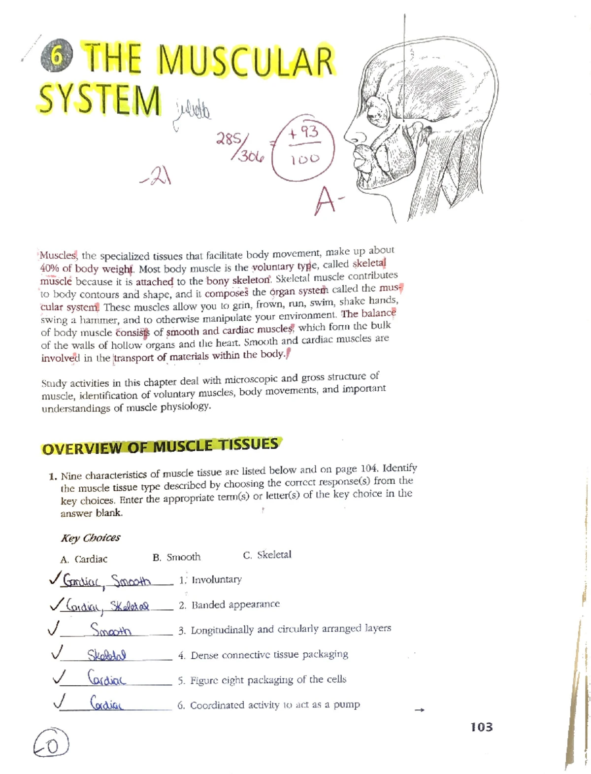 BIOL 2320 - Chapter 6 The Muscular System Exam copy - THE MUSCULAR ...