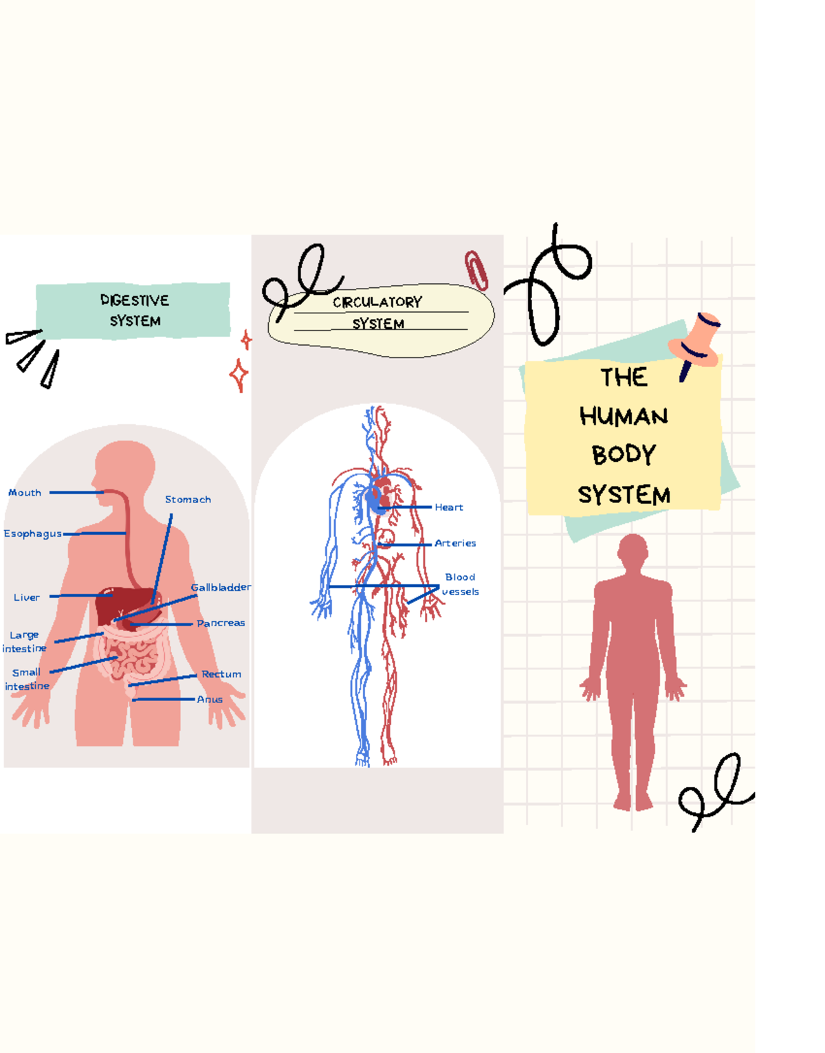 Downloadfile - Acience - Science Elementary - CIRCULATORY SYSTEM THE ...