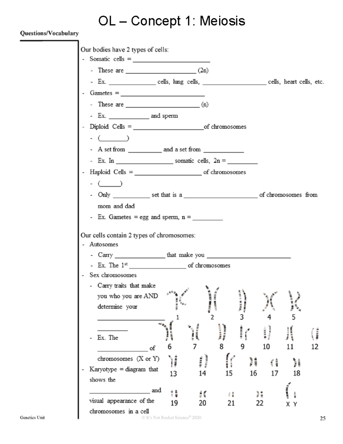 OL-03-Meiosis-Study-Guide-Notes-Practice-2020 - Studocu
