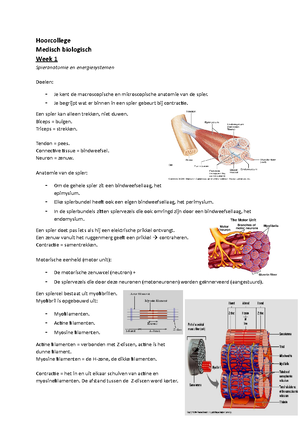 [Solved] Bestudeer de macroscopische anatomie van het heupgewricht ...