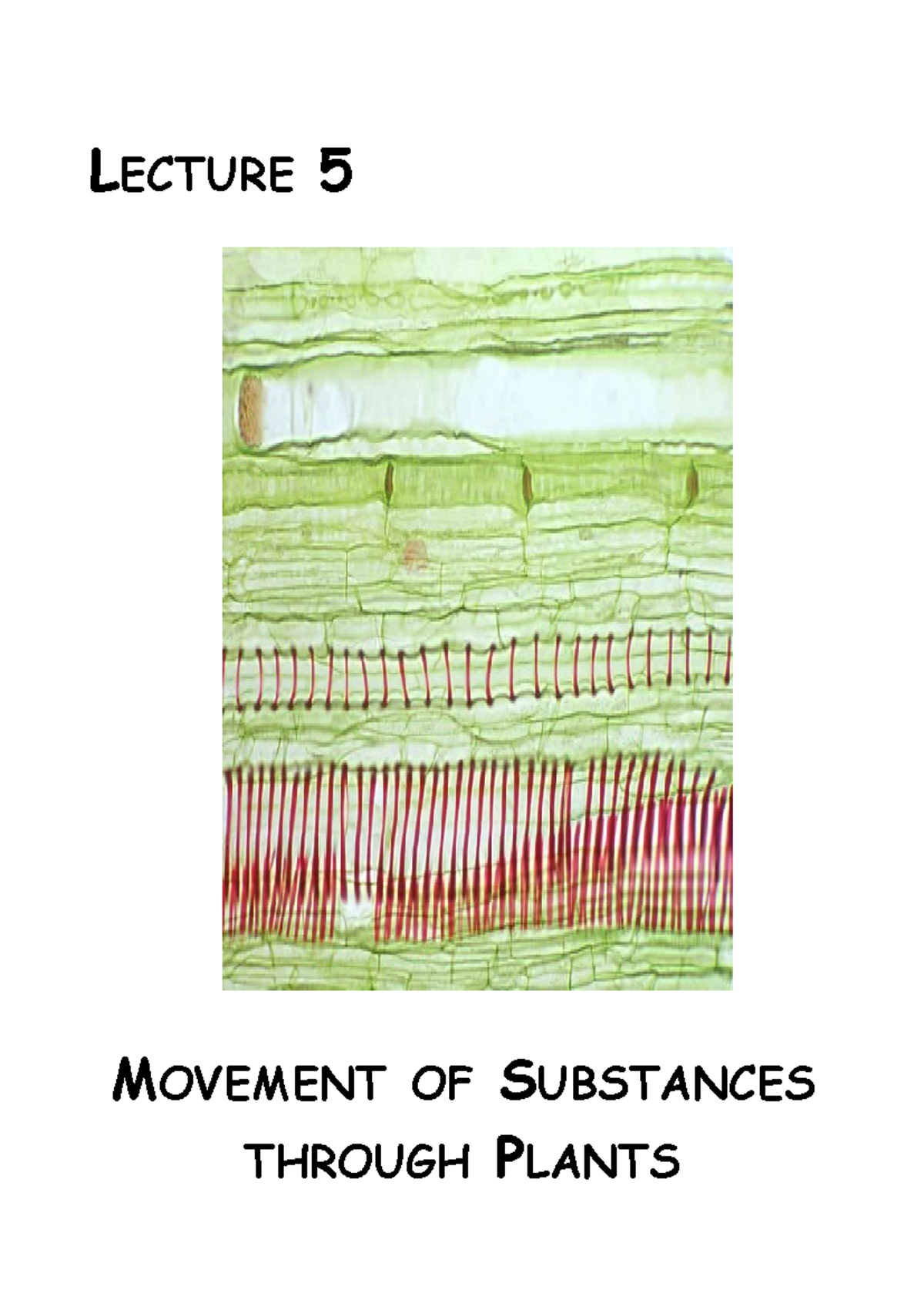 Movement of Substances in Plants - LECTURE 5 (H5) - Studocu