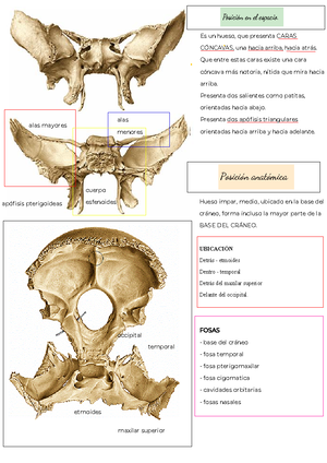 Formulas vertebrales de animales domésticos - Formulas Vertebrales La ...