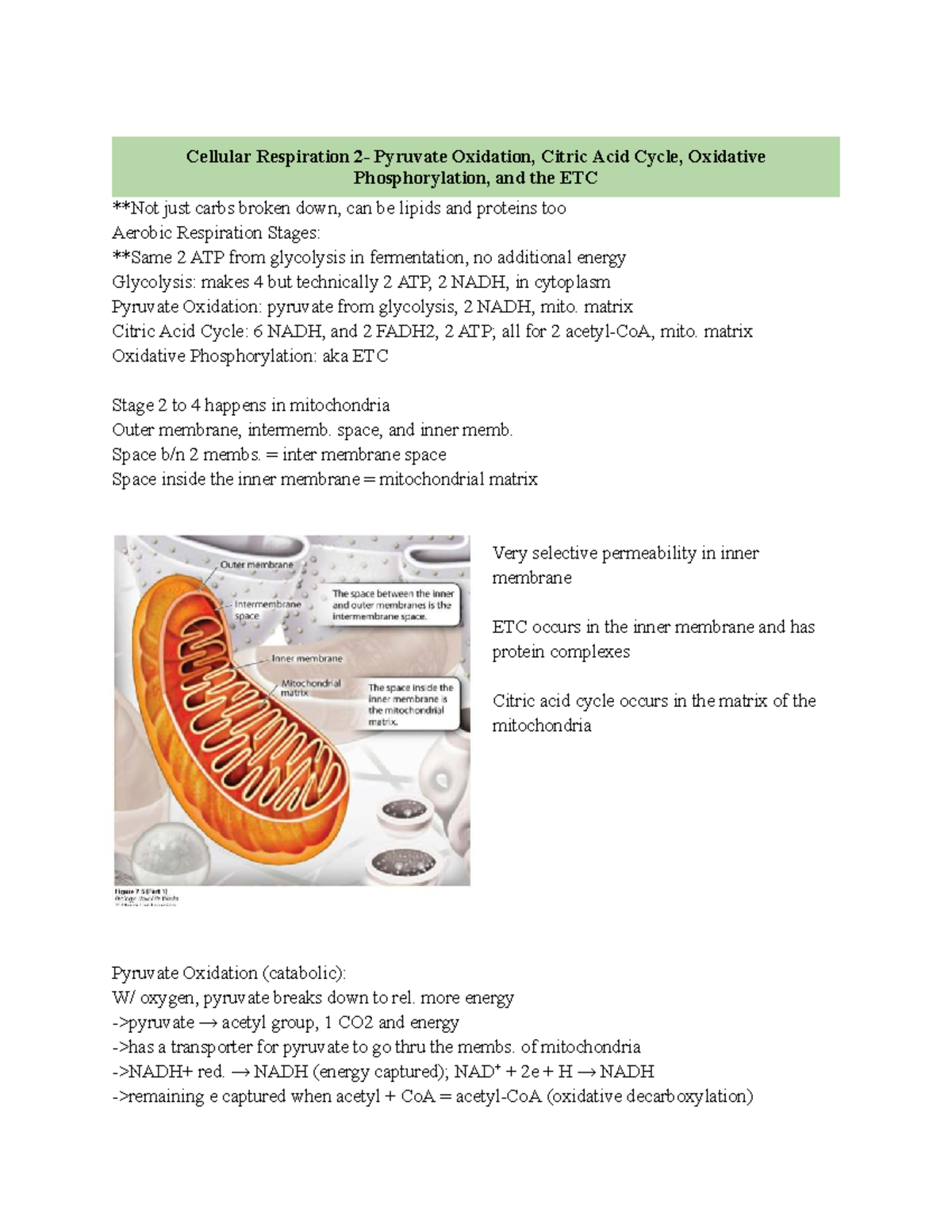 BIO Notes - Cellular Respiration: Pyruvate Oxidation & Citric Acid ...