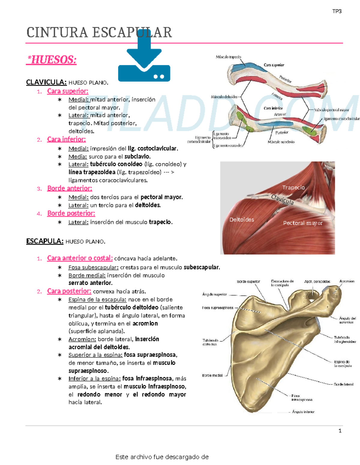 CINTURA ESCAPULAR: ANATOMÍA Y FUNCIONES DE HUESOS Y MÚSCULOS - Studocu