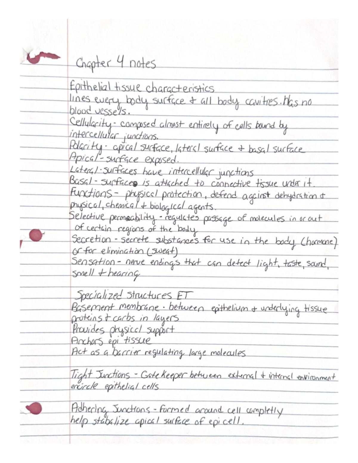 Chapter 4 - Epithelial Tissue Characteristics and Functions Notes - Studocu