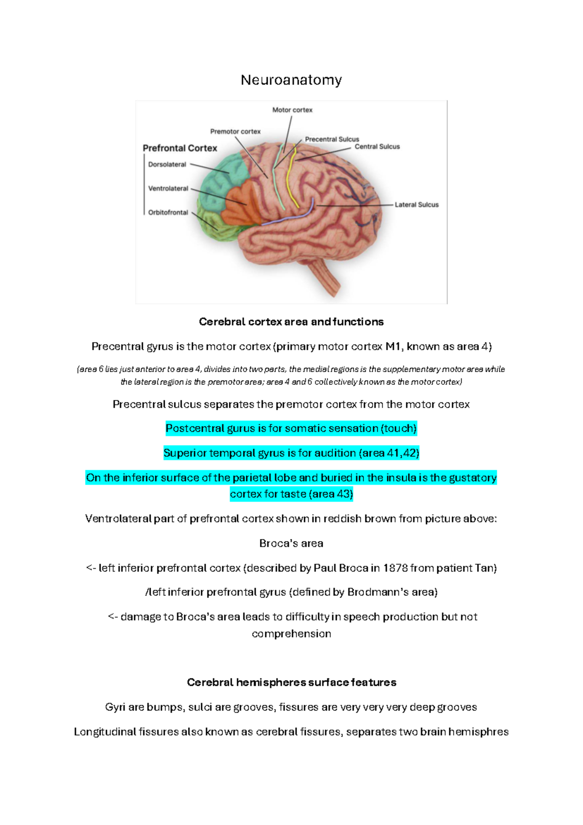 Neuroanatomy Level 3: Cerebral Cortex Functions & Areas - Studocu