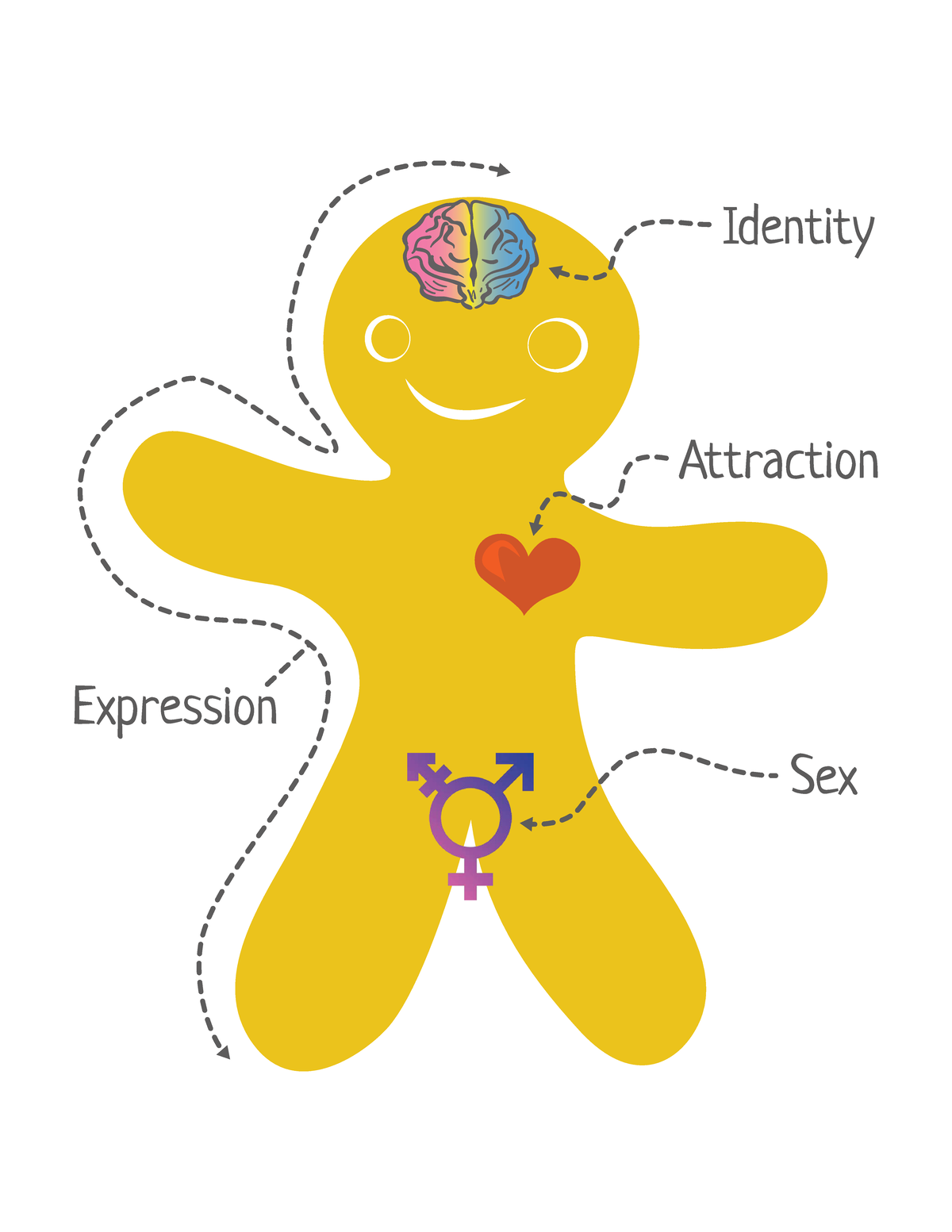 Genderbread Person v4: Understanding Gender Sexual Orientation - Studocu
