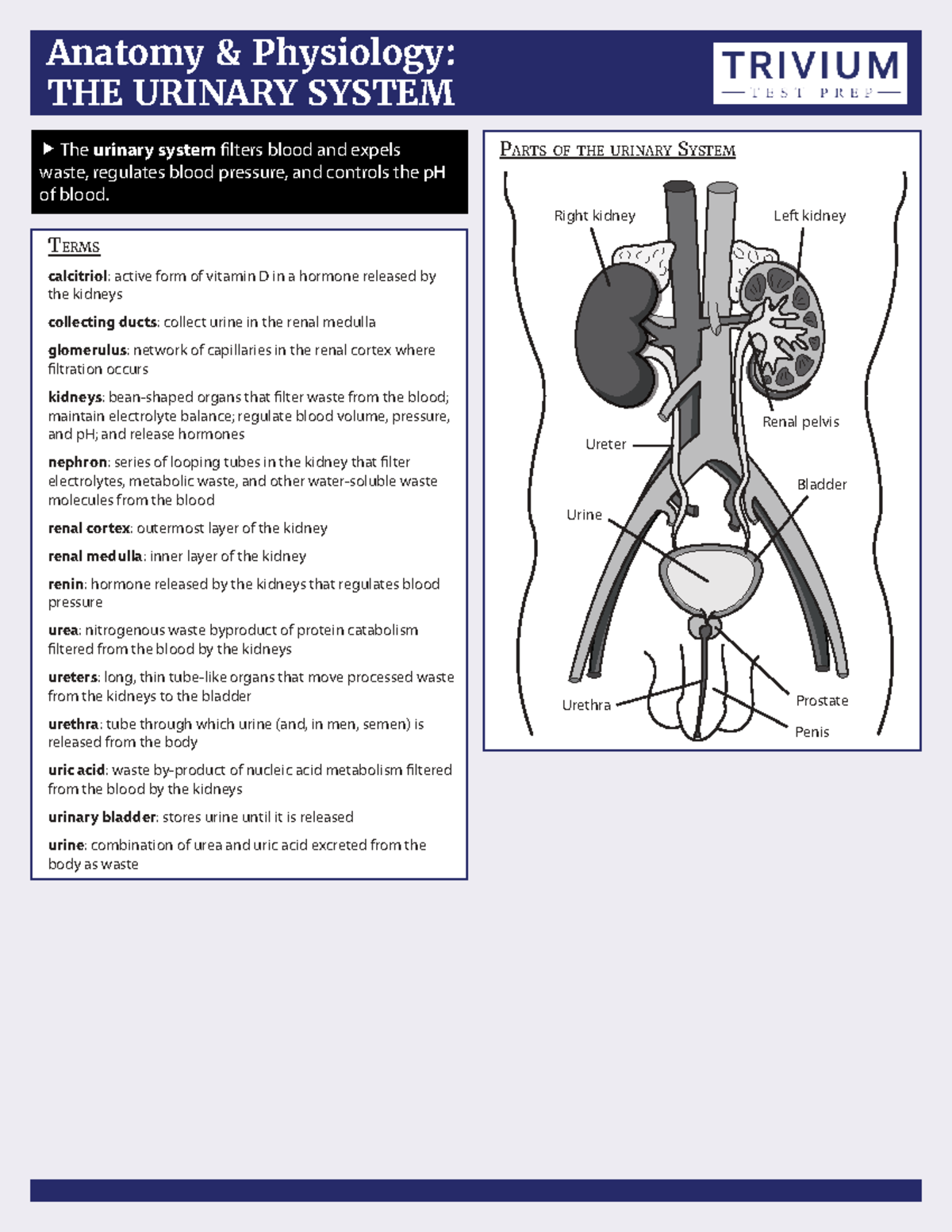 Anatomy Physiology: Urinary System Study Notes - Studocu