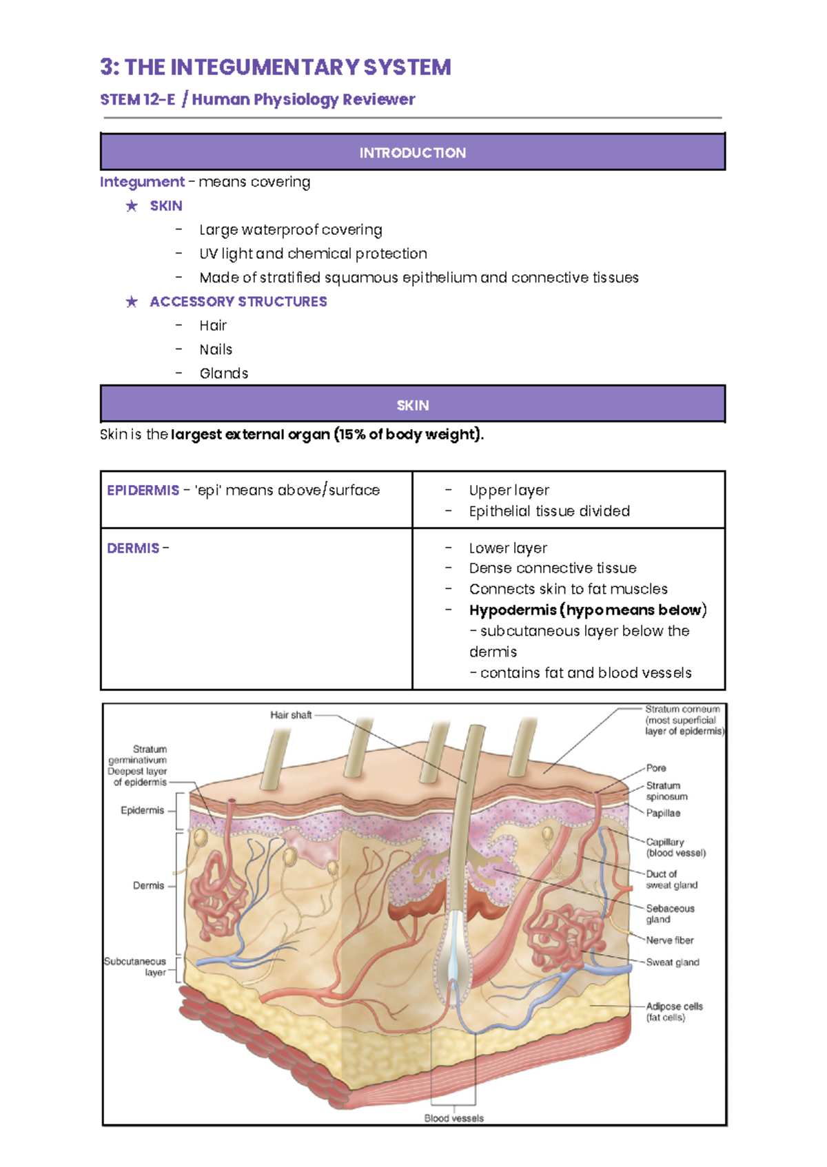 Integumentary System - 3: THE INTEGUMENTARY SYSTEM STEM 12-E / Human ...