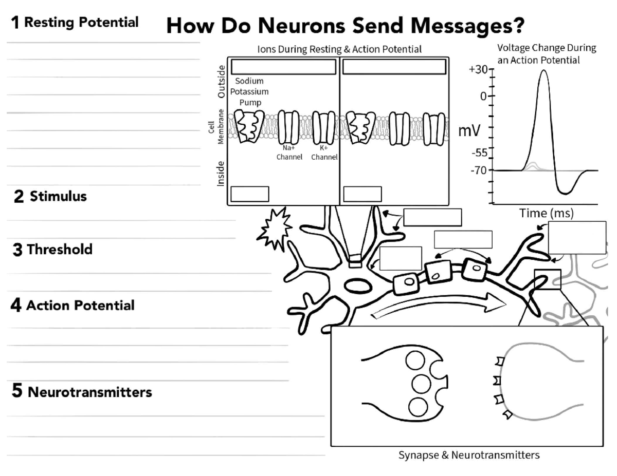 Neuron & Action Potential Blank Student Notes - BIO 1100 - 1 Resting ...
