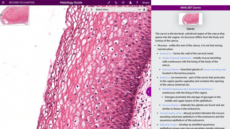 Cervix Female Reproductive System - 100 μm RETURN TO CHAPTER Histology Guide Share 15x - Studocu