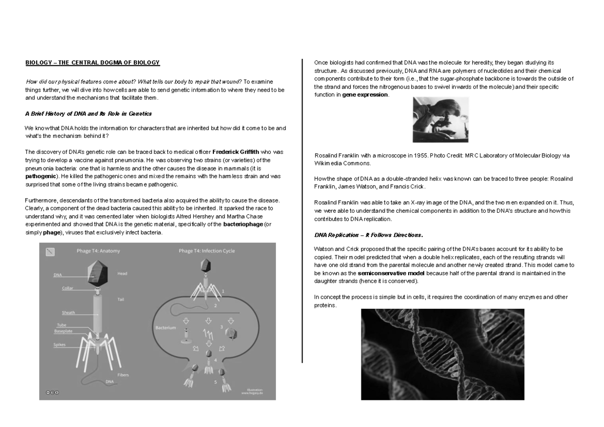 BIO- Central Dogma of Biology: DNA, RNA, and Protein Synthesis - Studocu
