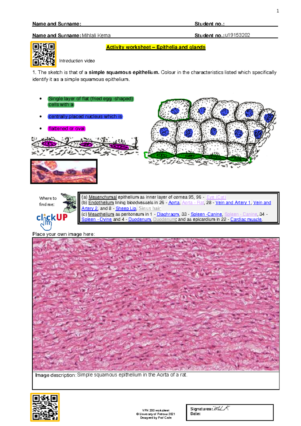 VPH 200 Activity Worksheet: Epithelia & Glands Overview 2021 - Studocu