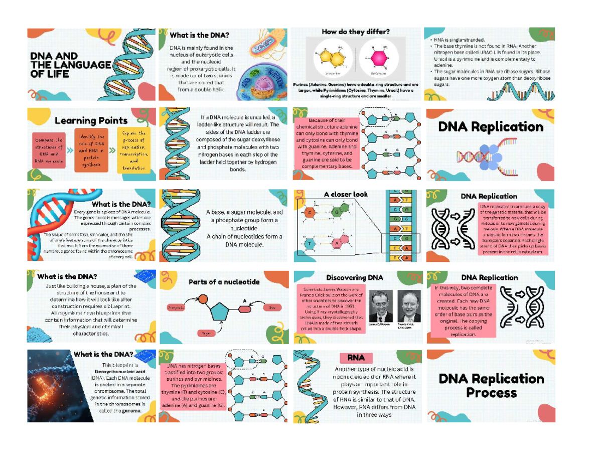 DNA Replication Overview: Key Concepts and Structures - Studocu