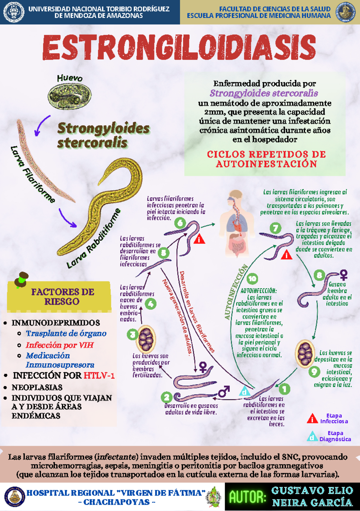 Ciclo De Vida De Los Estrongiloides