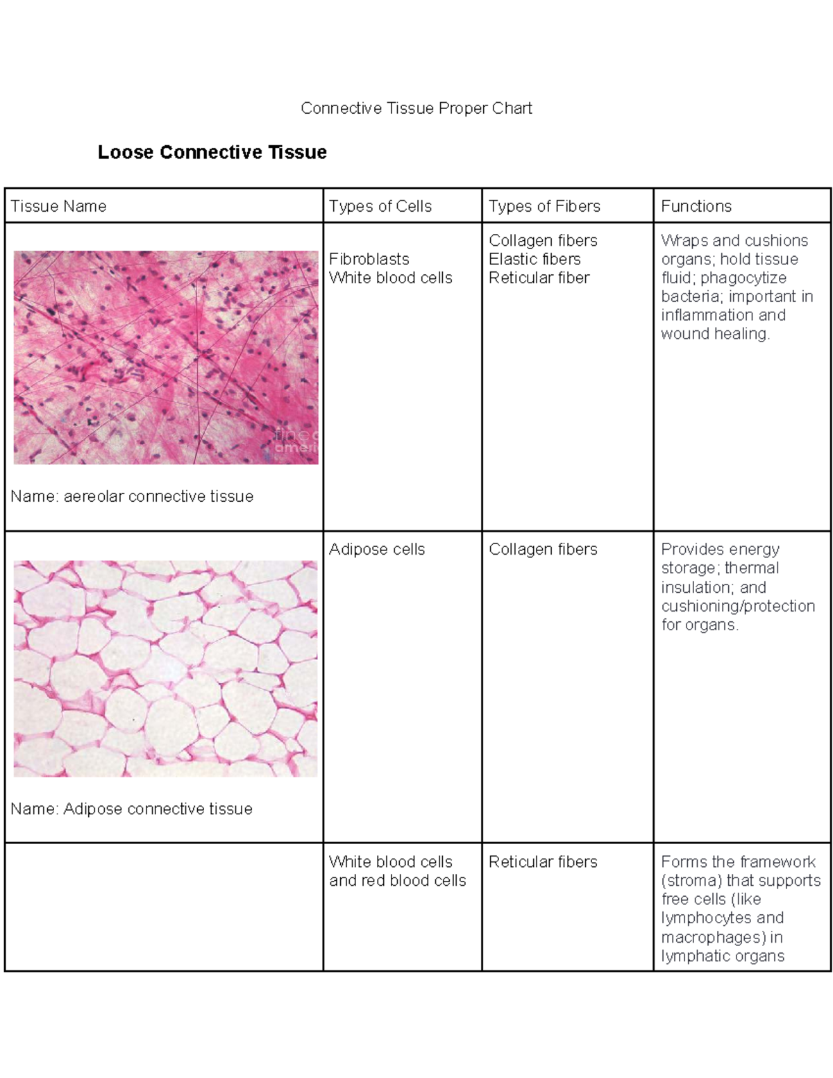 Connective Tissue Proper Chart: Overview & Functions - Studocu