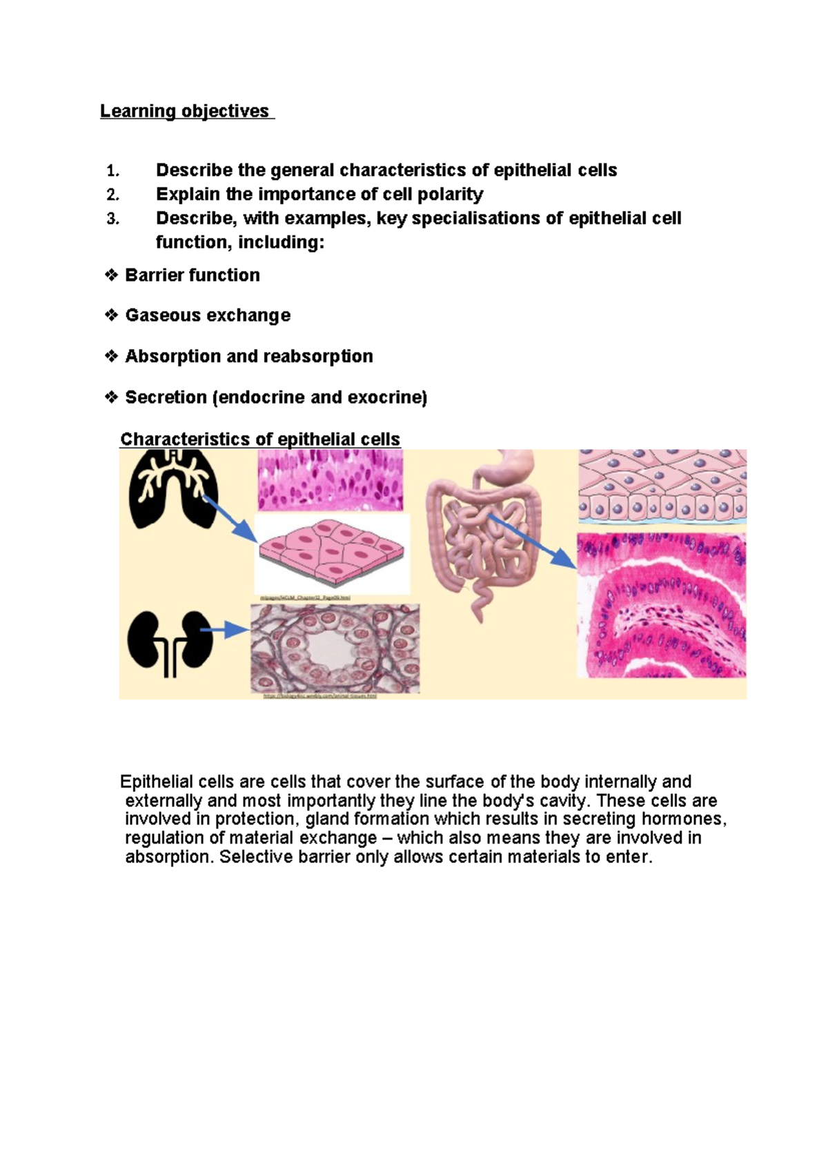 L3 Epithelial Cell Function: Characteristics, Polarity, and Roles - Studocu