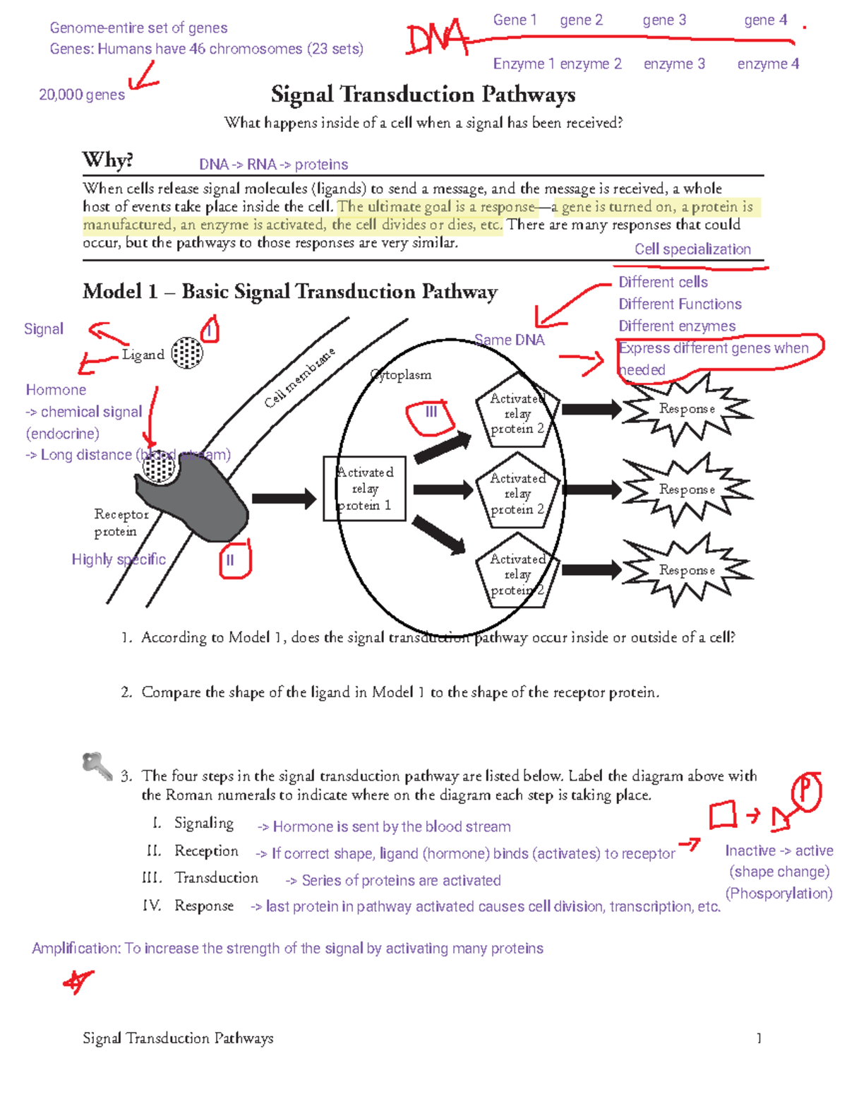 Signal Transduction Pathway Diagram