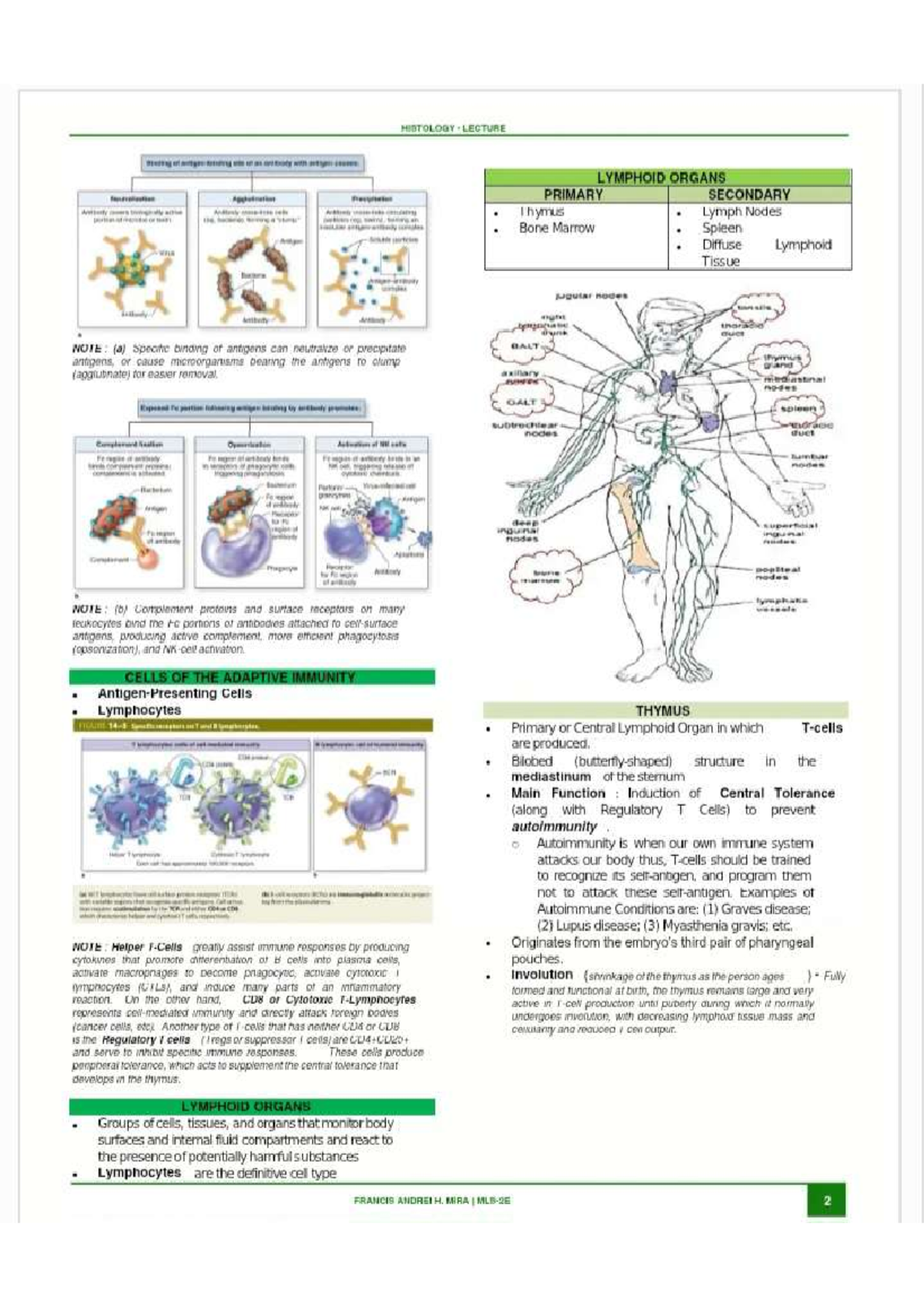 HISTOLOGY LECTURE: LYMPHOID ORGANS & ADAPTIVE IMMUNITY - Studocu
