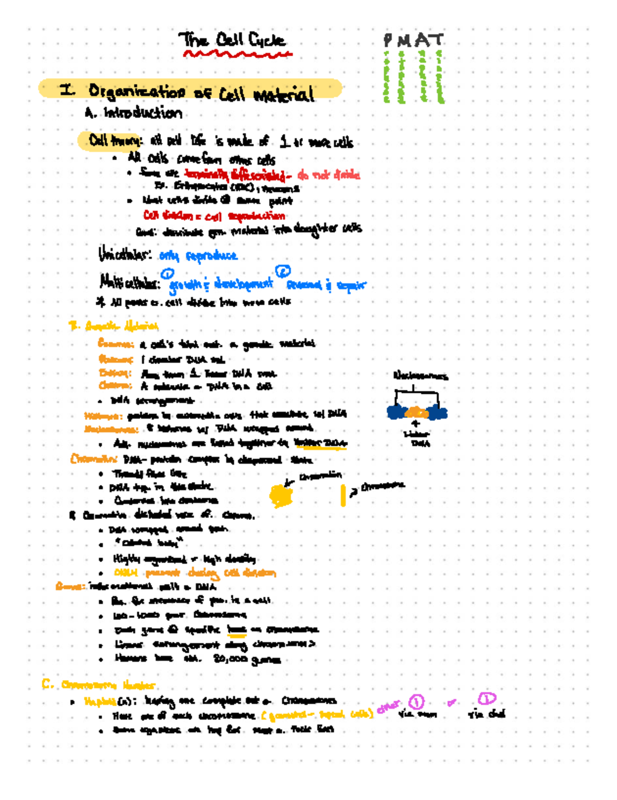 Cell Cycle Overview: Understanding PMAT and Chromosome Dynamics - Studocu