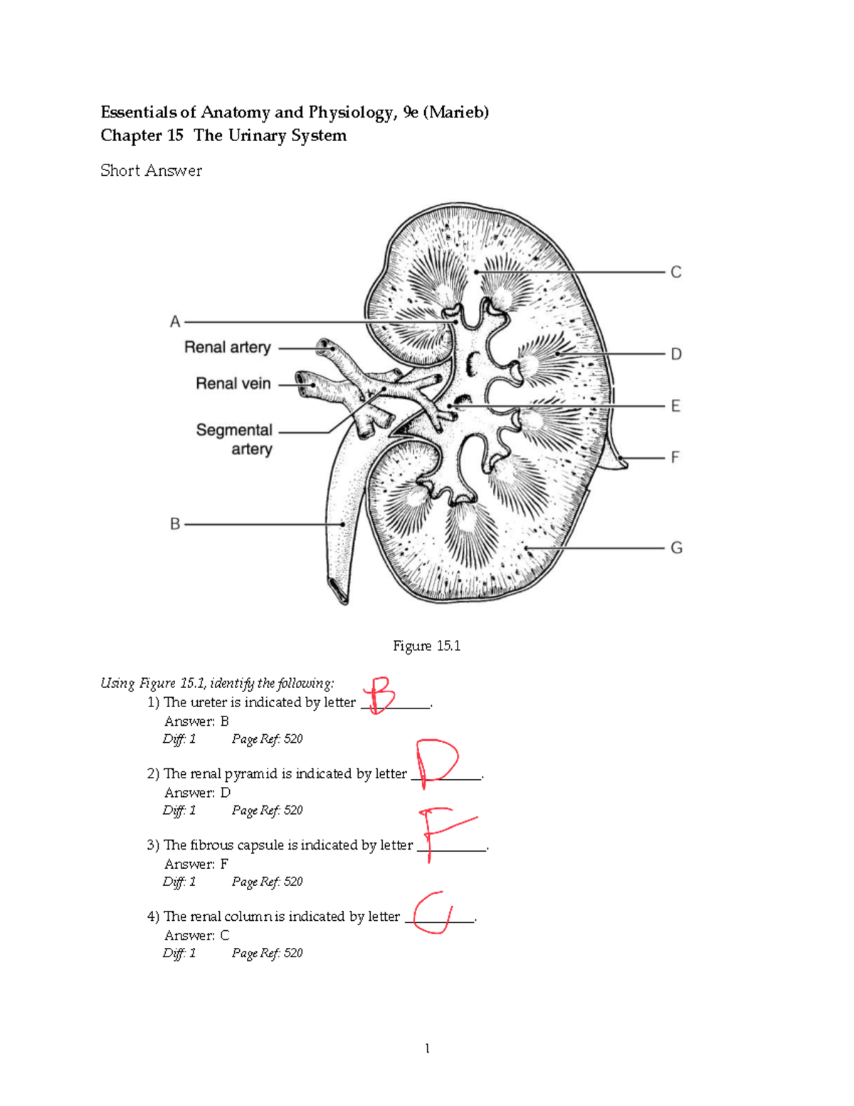 Essentials of Anatomy & Physiology: Chapter 15 Urinary System Test Bank ...