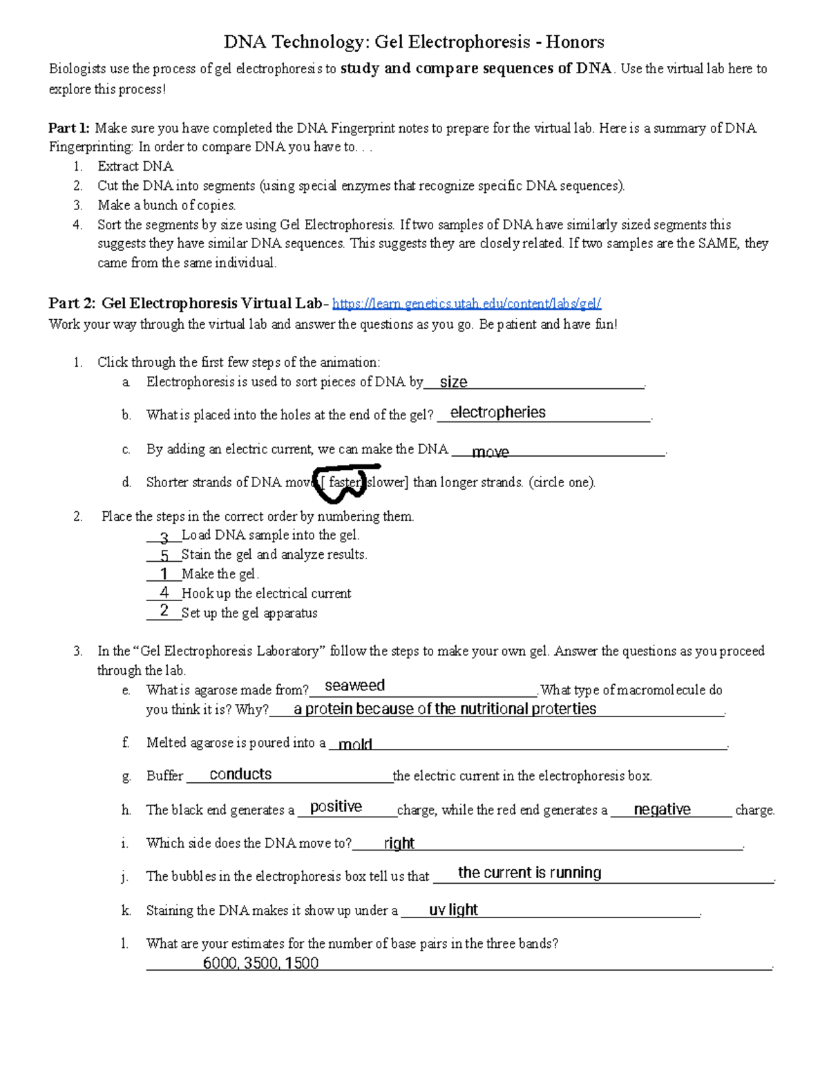 Honors Gel Electrophoresis Virtual Lab - DNA Technology: Gel ...