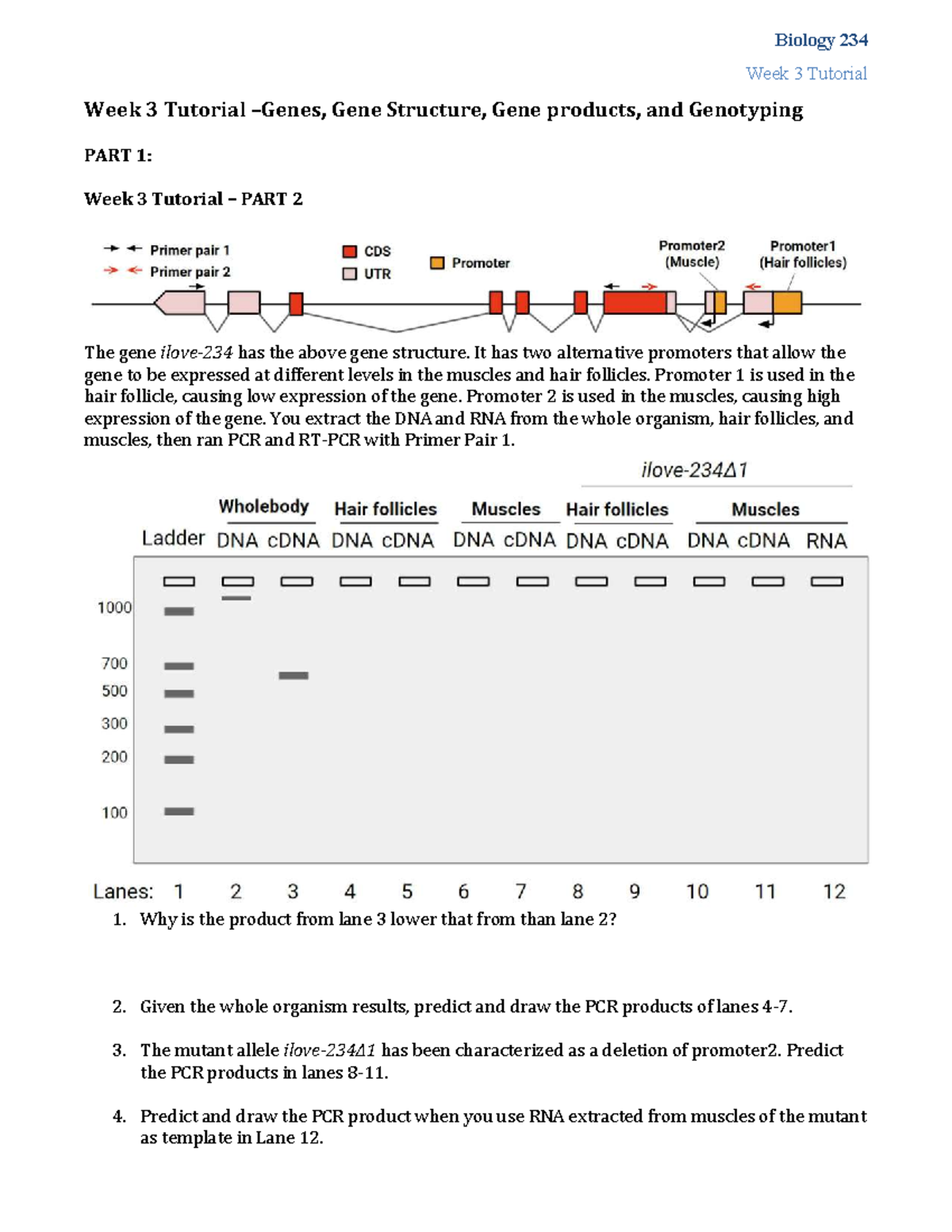BIOL 234 Week 3 Tutorial: Gene Structure & PCR Analysis - Studocu
