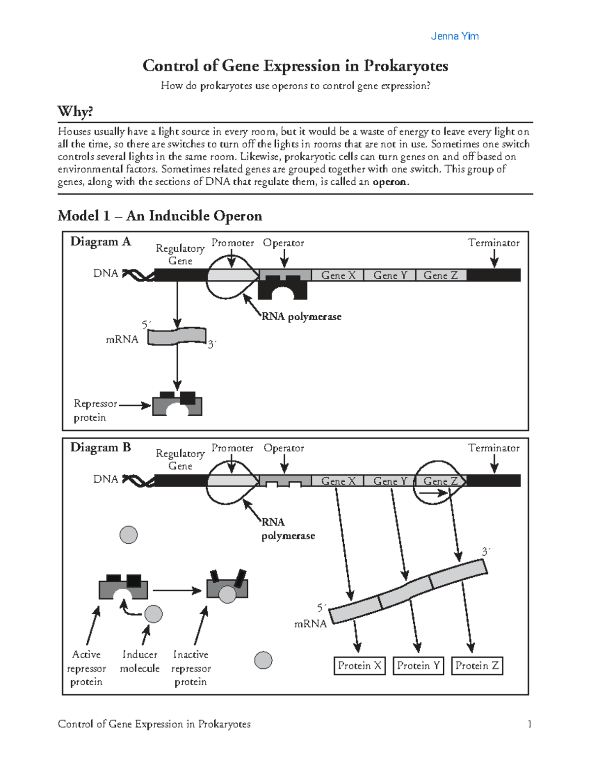 Control of Gene Expression in Prokaryotes (BIO 17) - Operons Explained ...