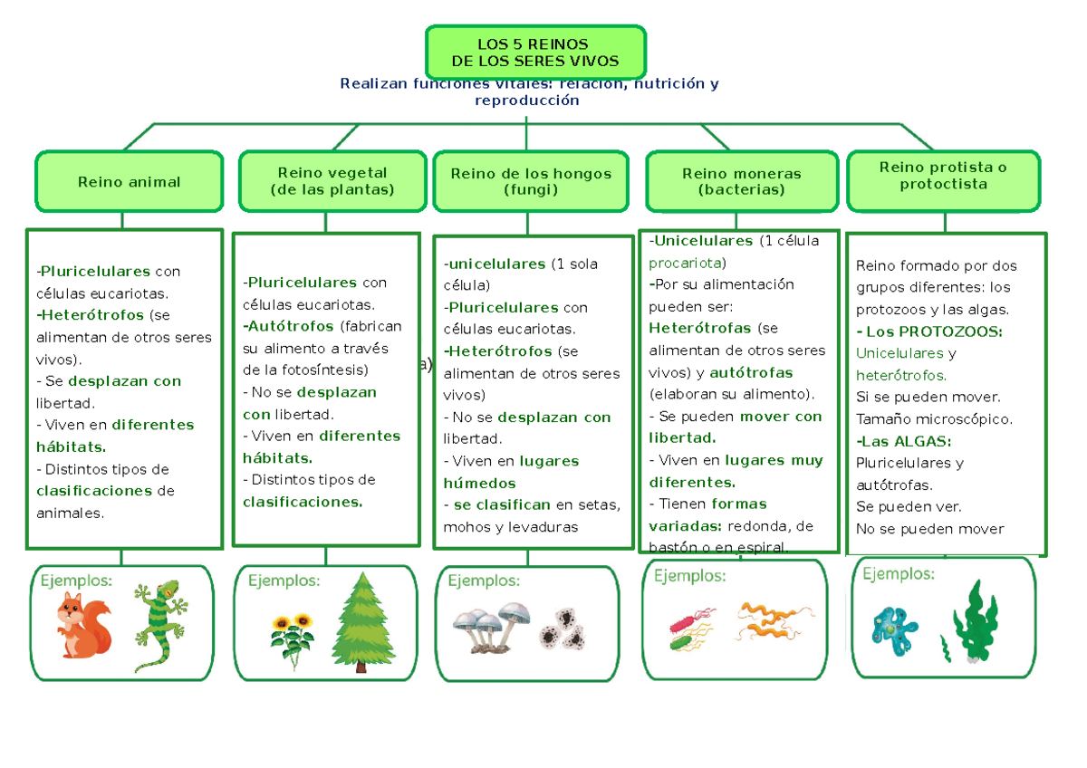 Estudio de los 5 Reinos de los Seres Vivos: Clasificación y Funciones ...