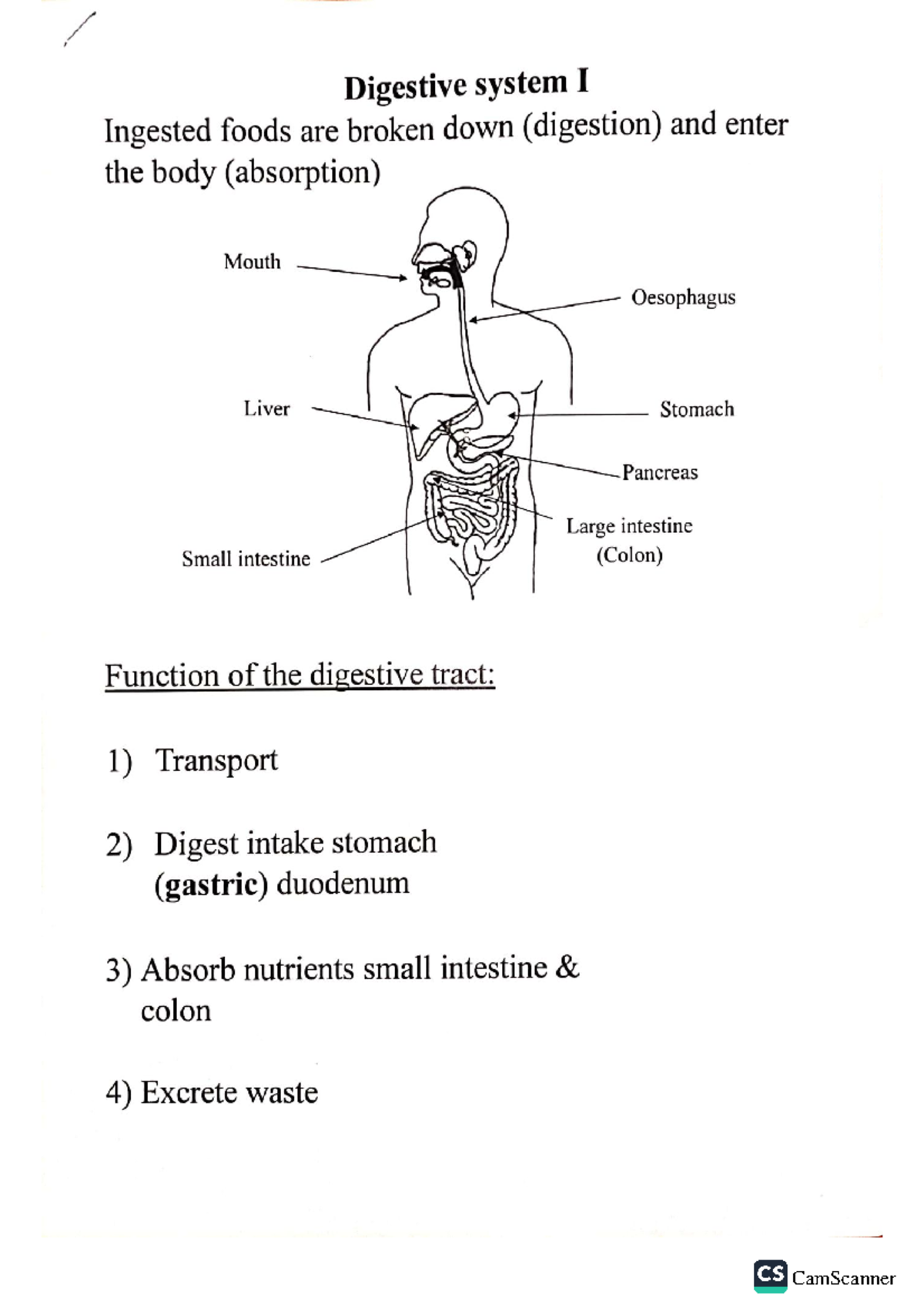 Digestive System I: Comprehensive Lecture Notes - Studocu