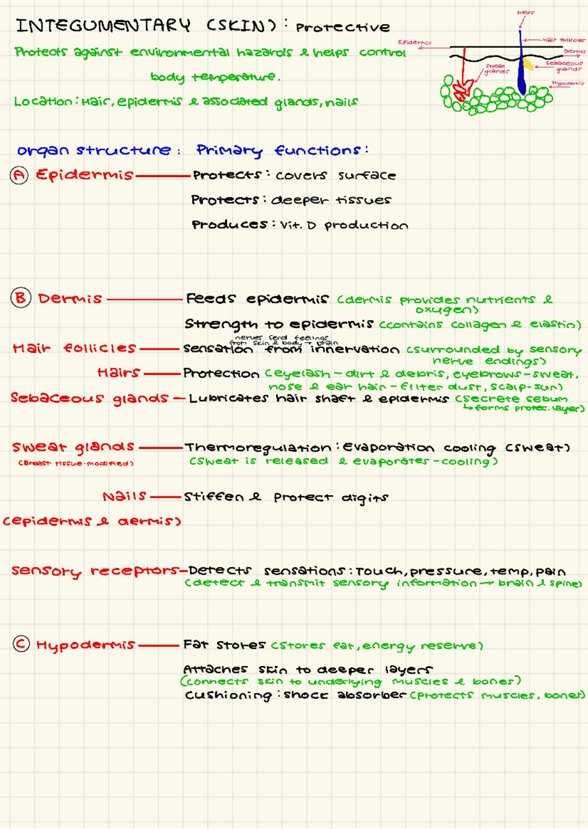 integumentary system notes - Hairs INTEGUMENTARY (SKIN) : Protective ...