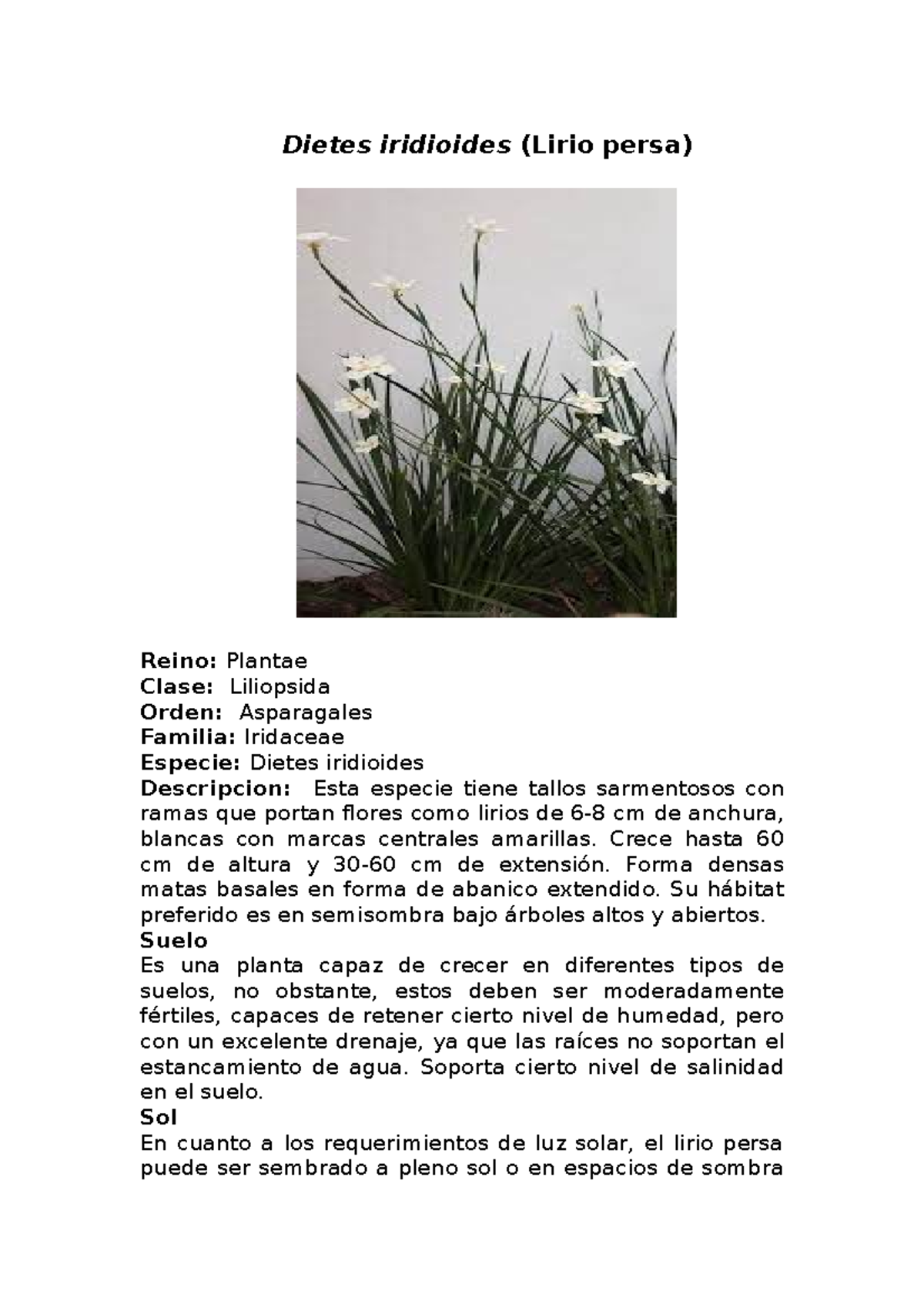 Características y Cultivo de Dietes iridioides (Lirio persa) - Studocu